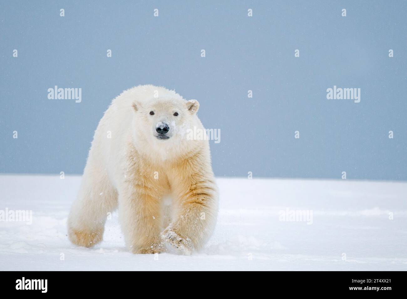 polar bear Ursus maritimus young bear travels across newly formed pack ...