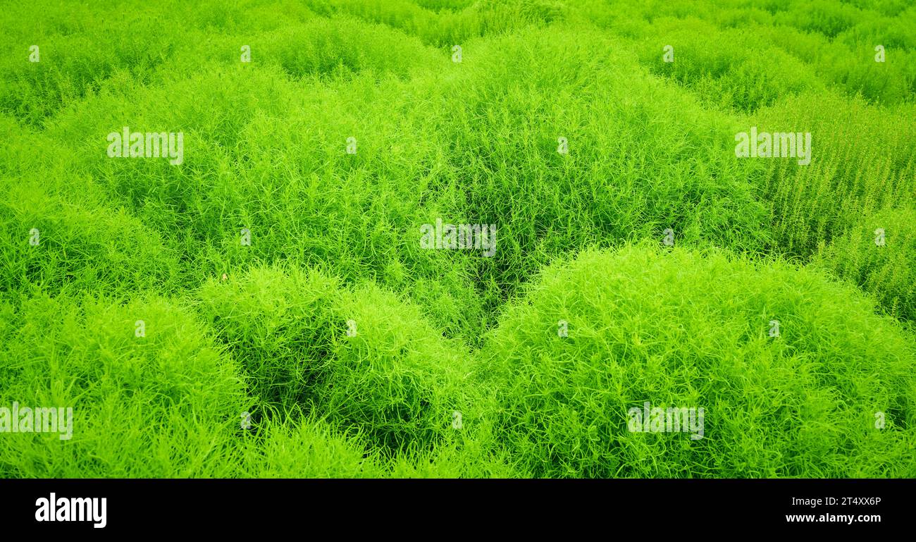 Natural background green plant hi-res stock photography and images - Alamy