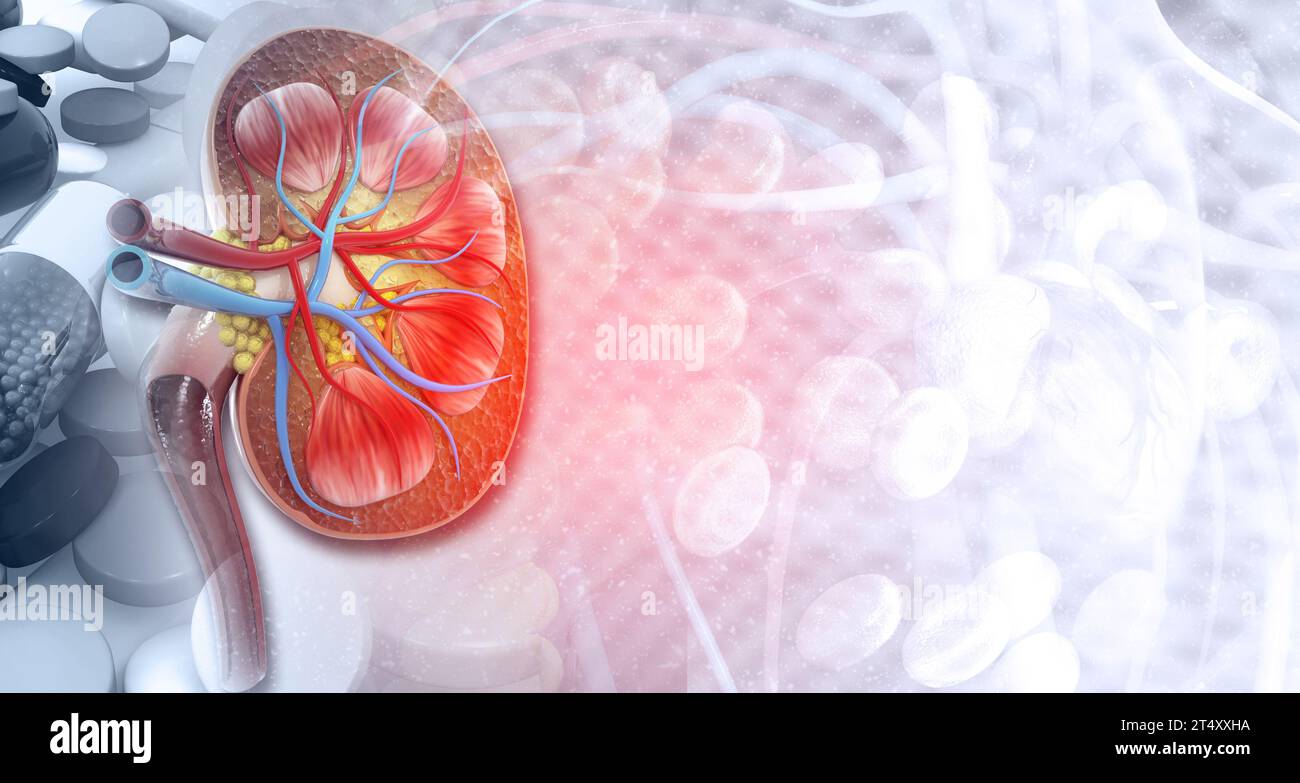 Human kidney with medicines. medical science background. 3d ...