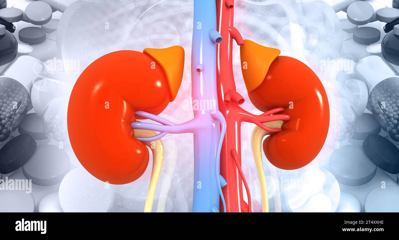 human kidney with medicines. medical science background. 3d ...