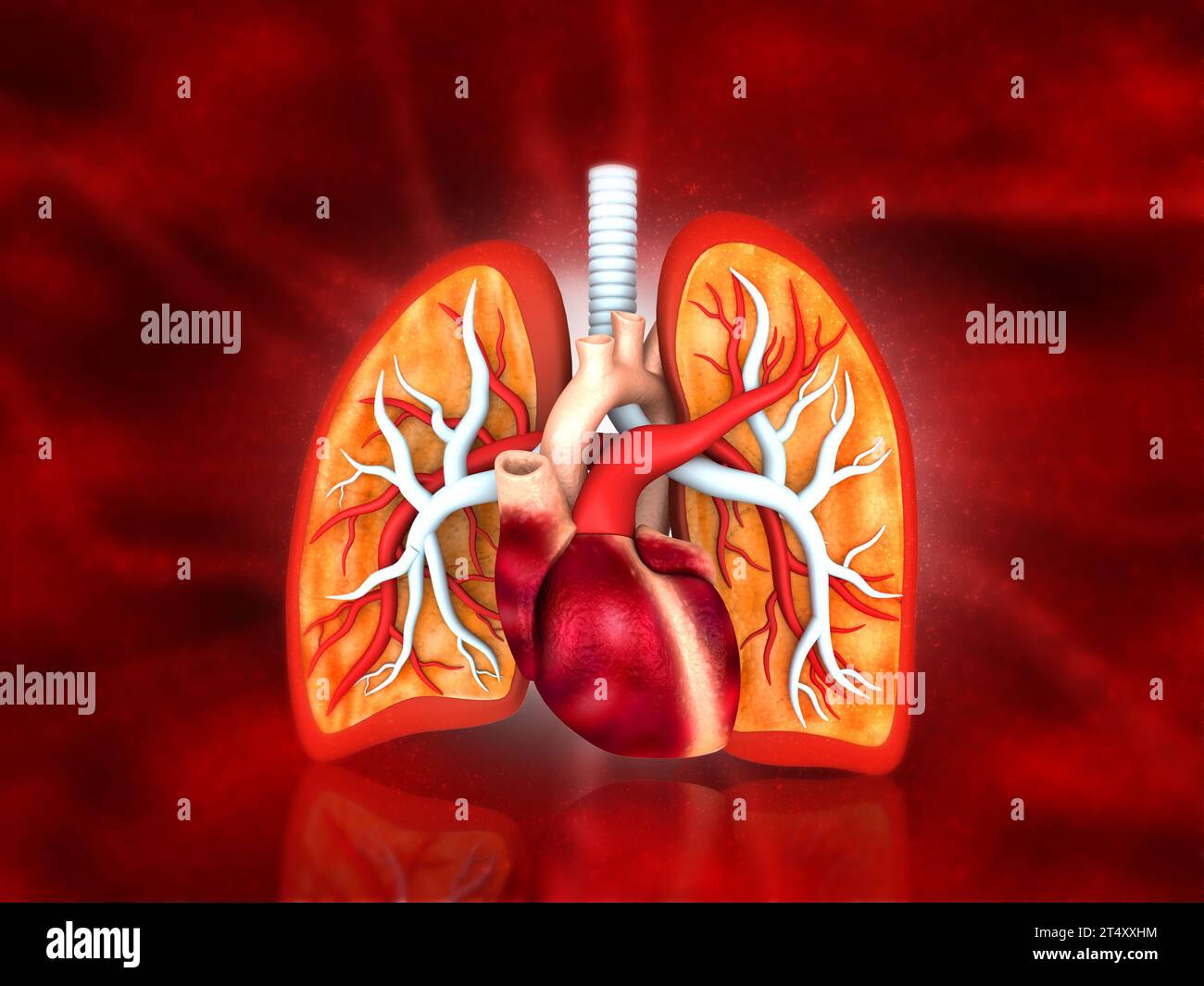 Human respiratory system hi-res stock photography and images - Alamy