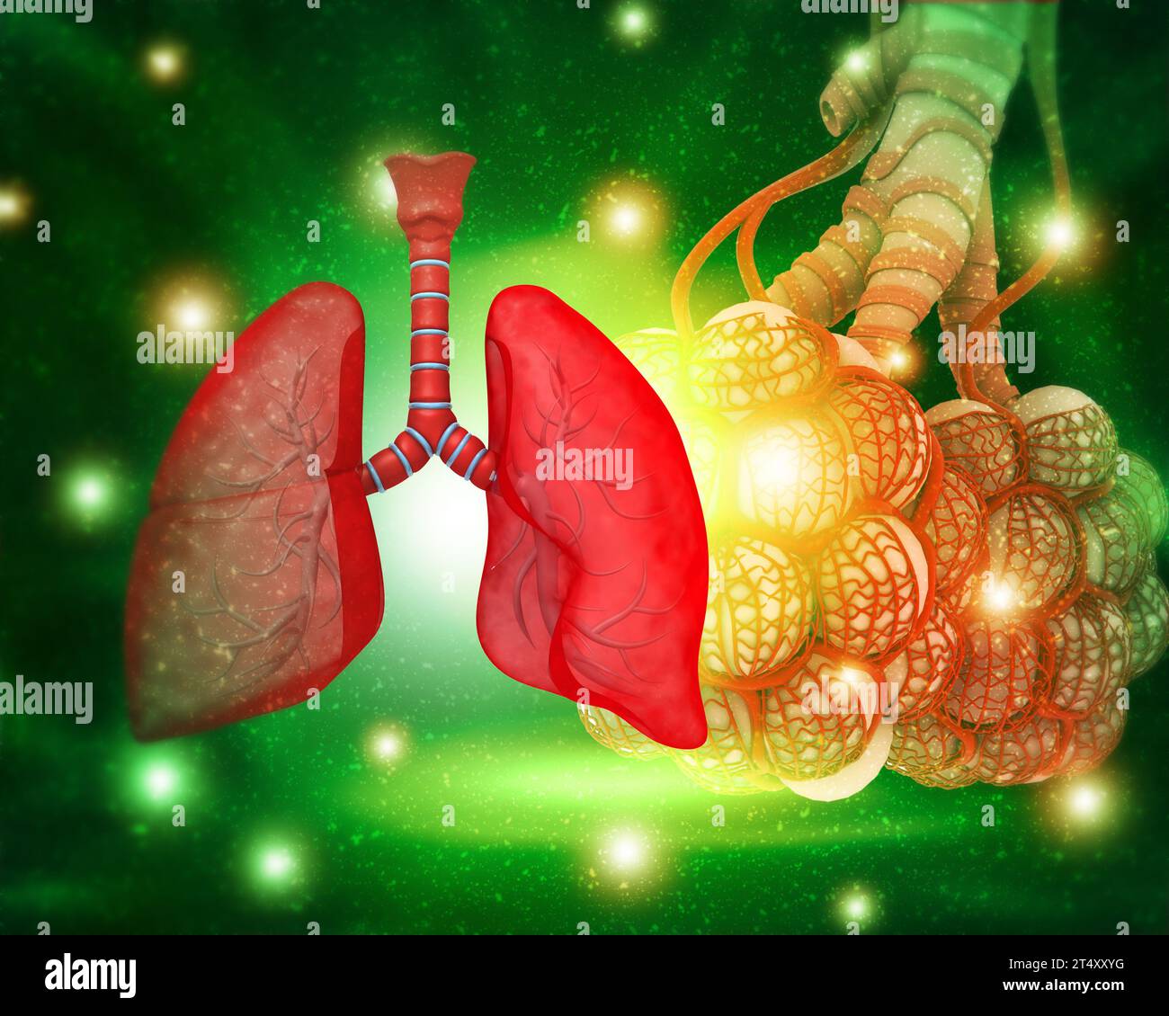 Human lungs anatomy on medical science background. 3d illustration ...