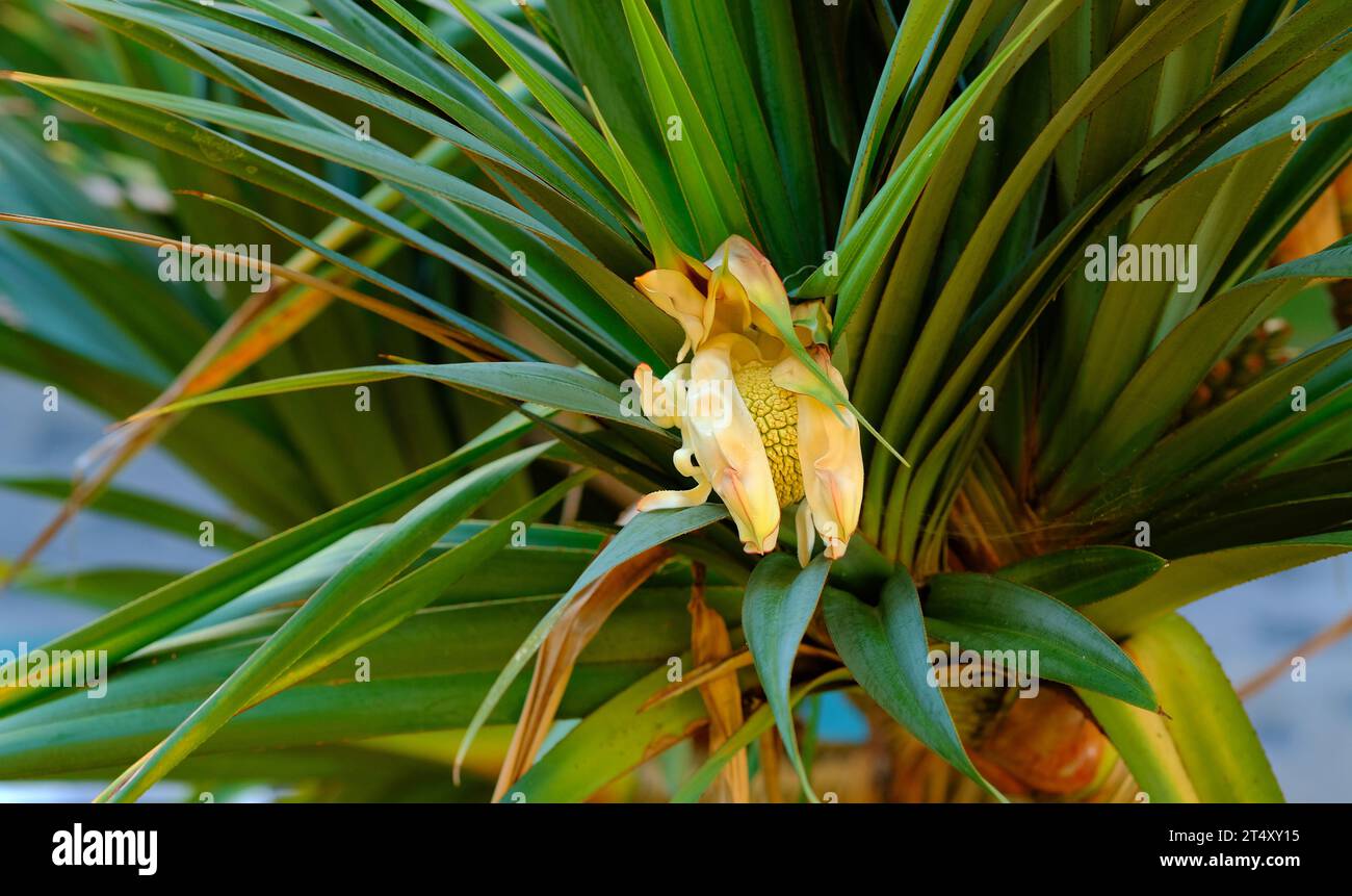 Screw pine tree with edible fruit growing in a garden in a tropical ...