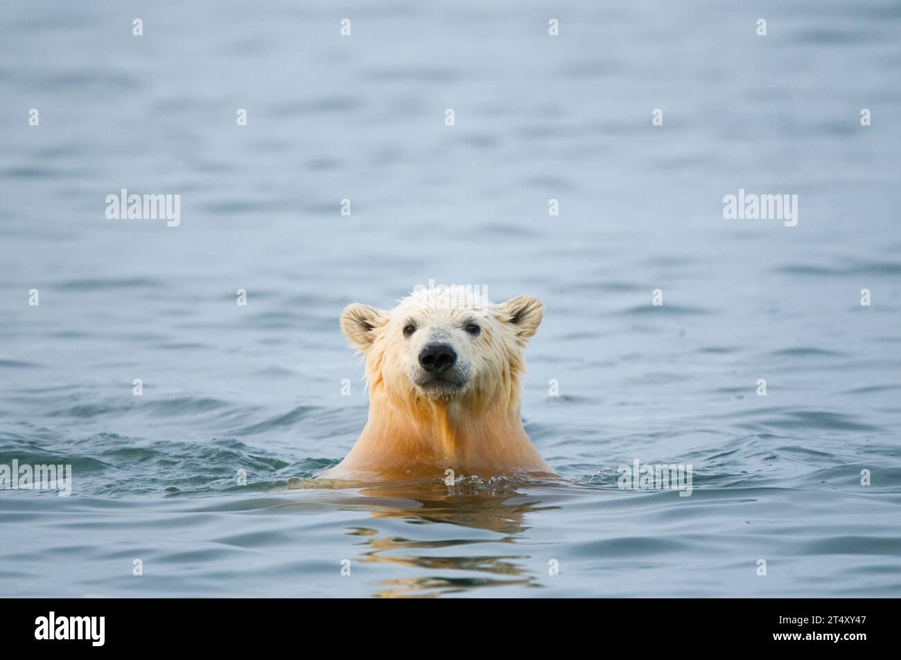 polar bear Ursus maritimus spring cub in waters along Bernard Spit ...