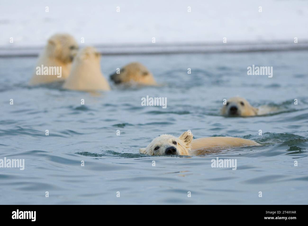 polar bears Ursus maritimus cubs swimming and playing in waters along ...