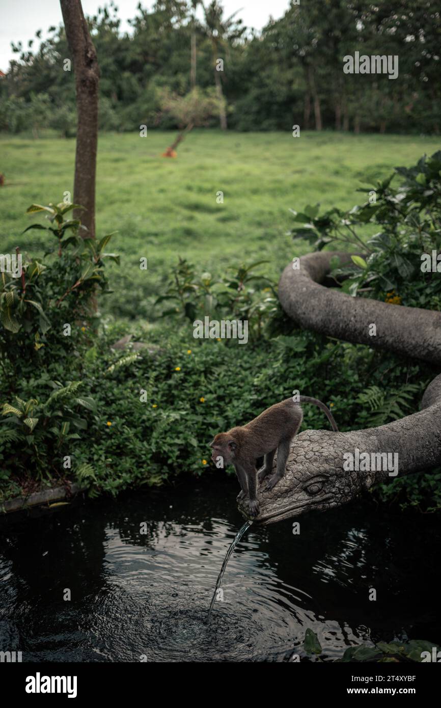 An inquisitive monkey stands on a tree branch in a body of water ...
