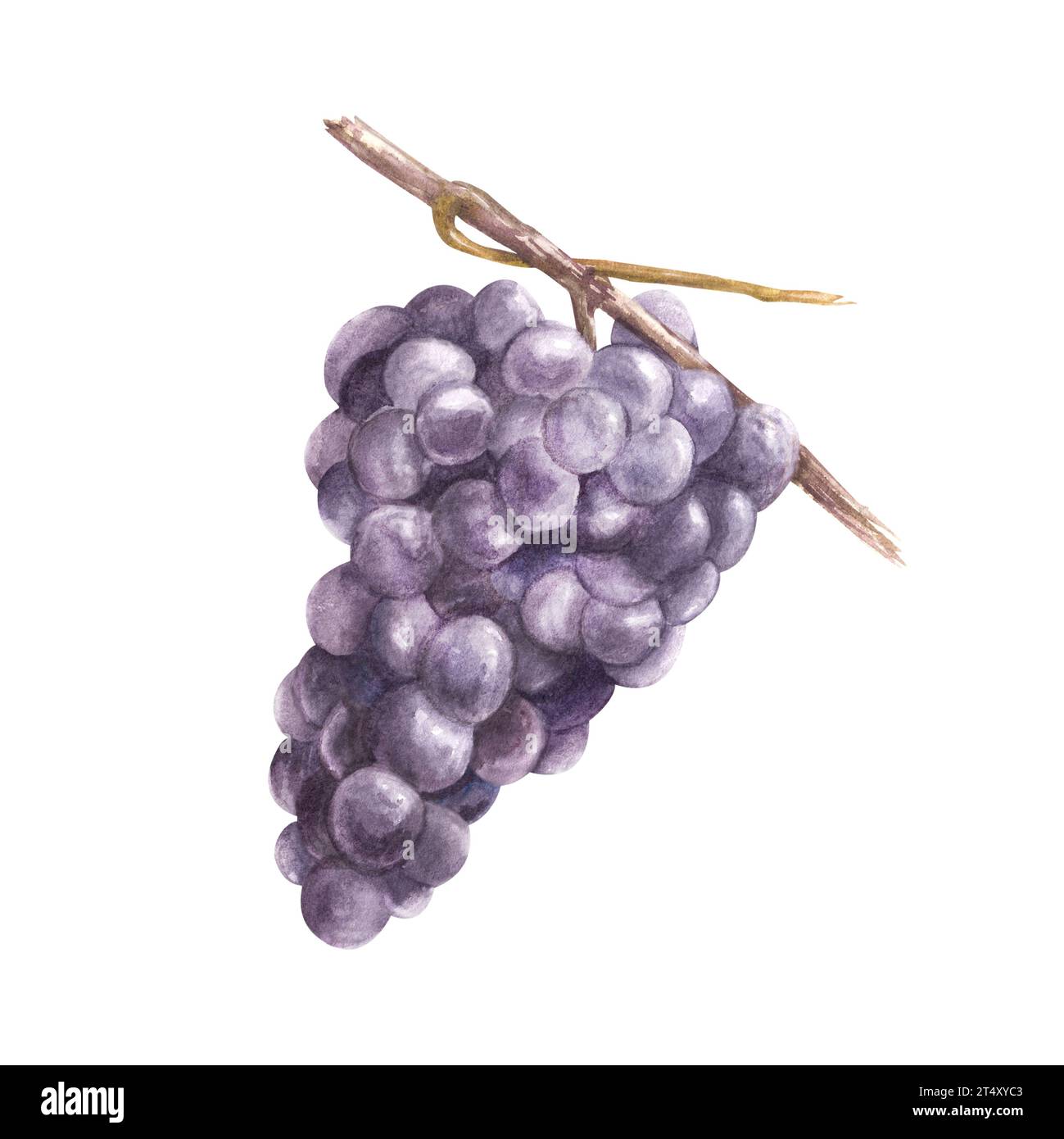 Watercolor branch of blue black grapes. Grapevine hand painted ...