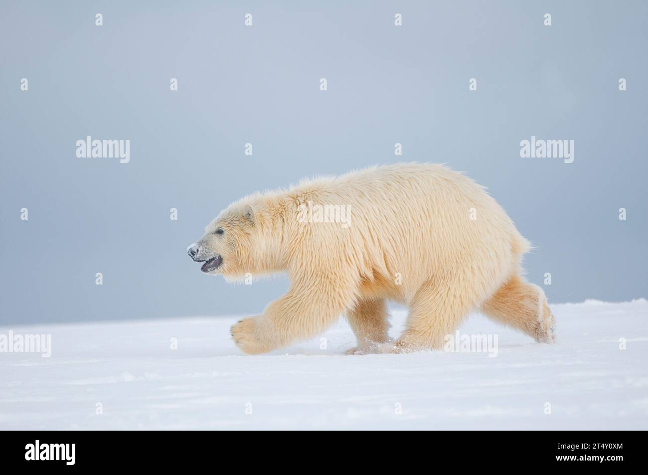 polar bear Ursus maritimus young bear travels across the snow covered ...