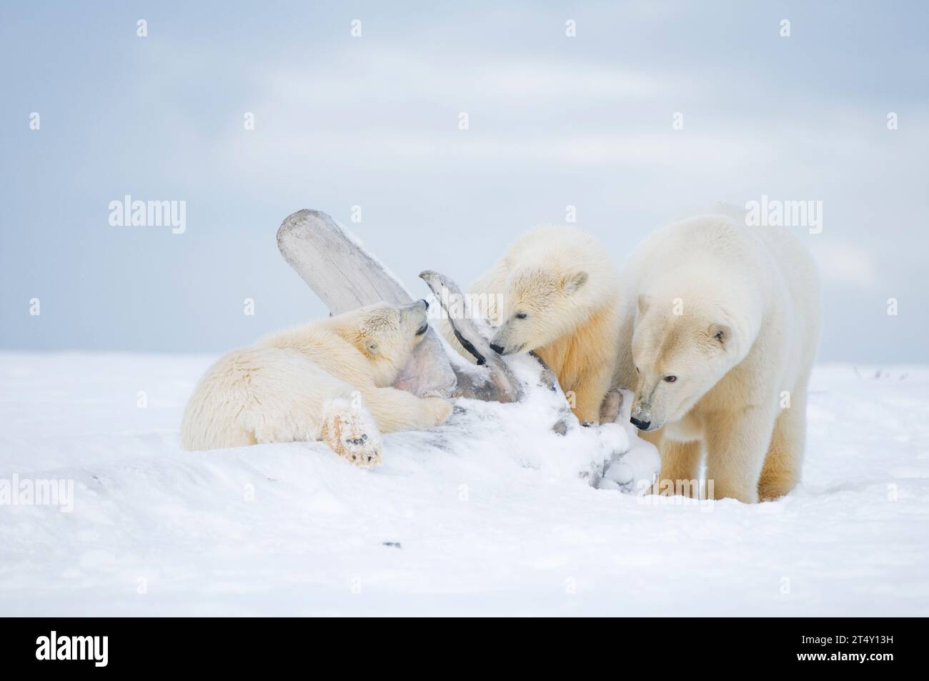 polar bears Ursus maritimus sow with pair of spring cubs gather and ...