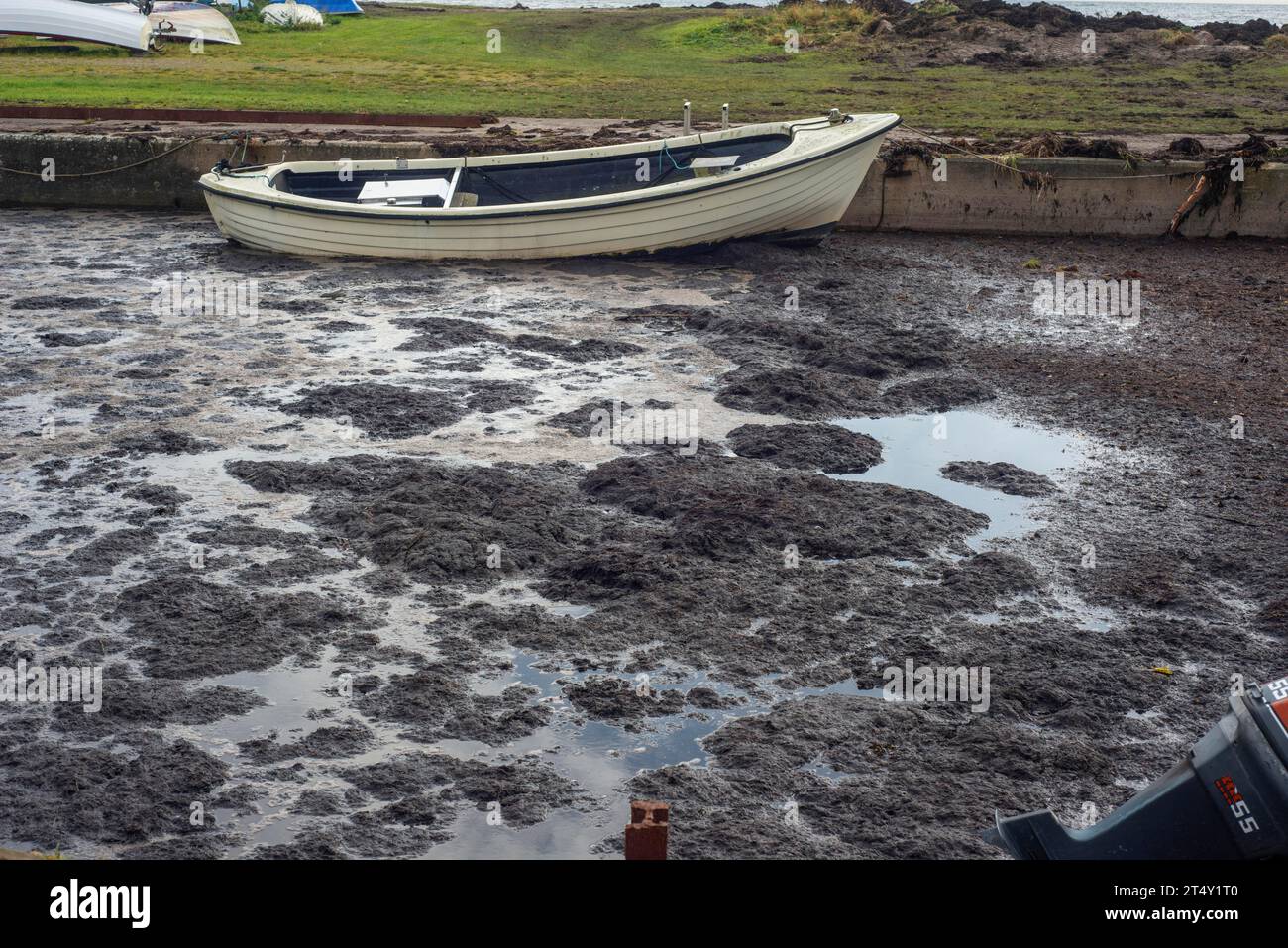 Dead algae and rotten bottom sediment fill up the entire harbor and ...