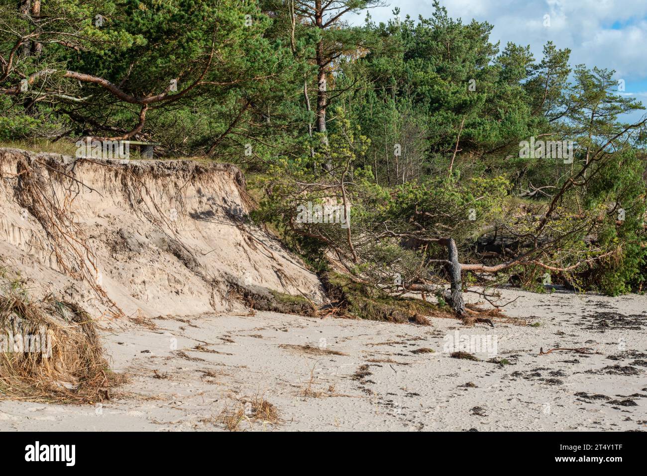 Beach erosion. Damage after the storm on the coast at Ystad, Baltic Sea ...