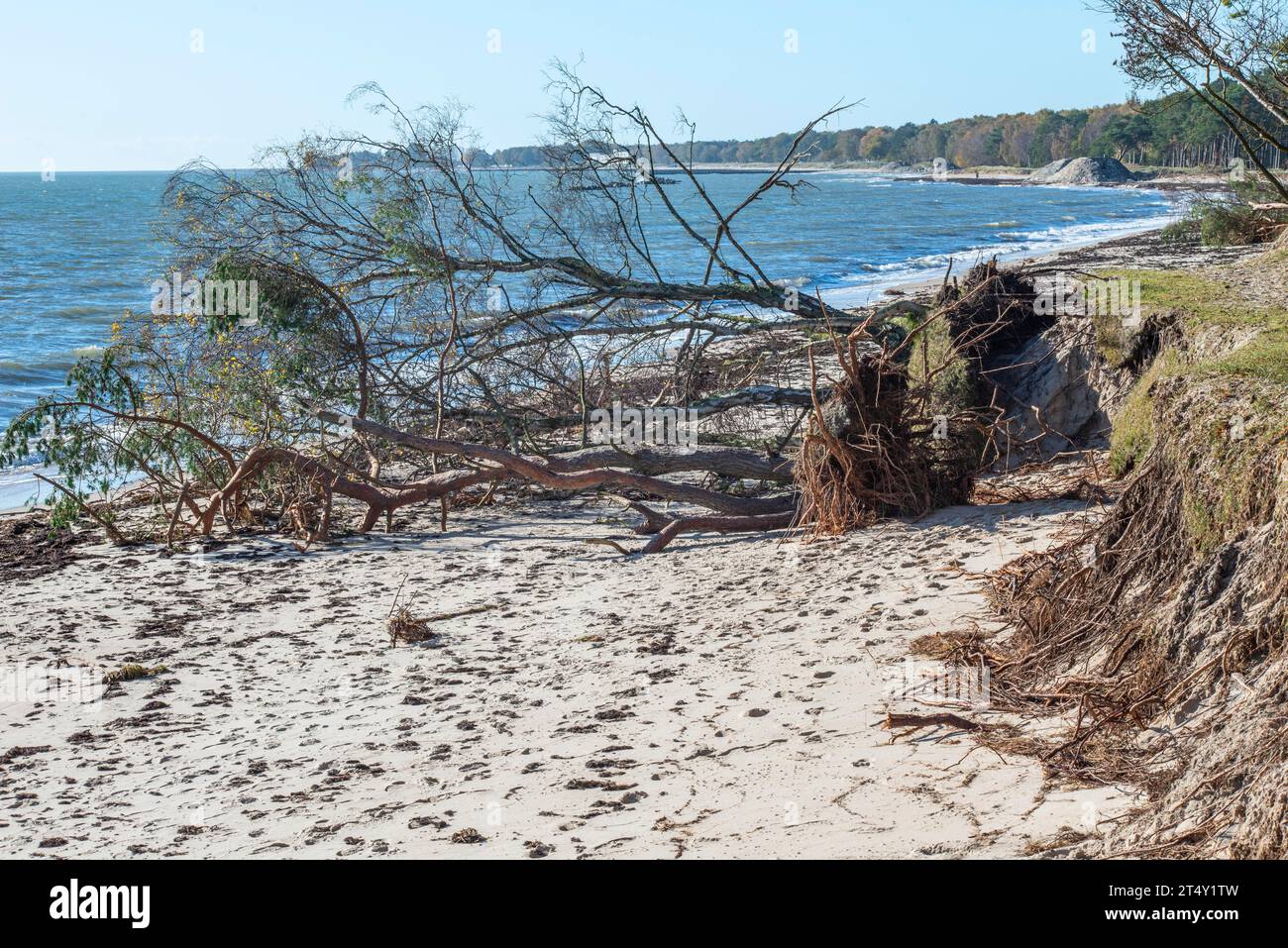 Beach erosion. Damage after the storm on the coast at Ystad, Baltic Sea ...