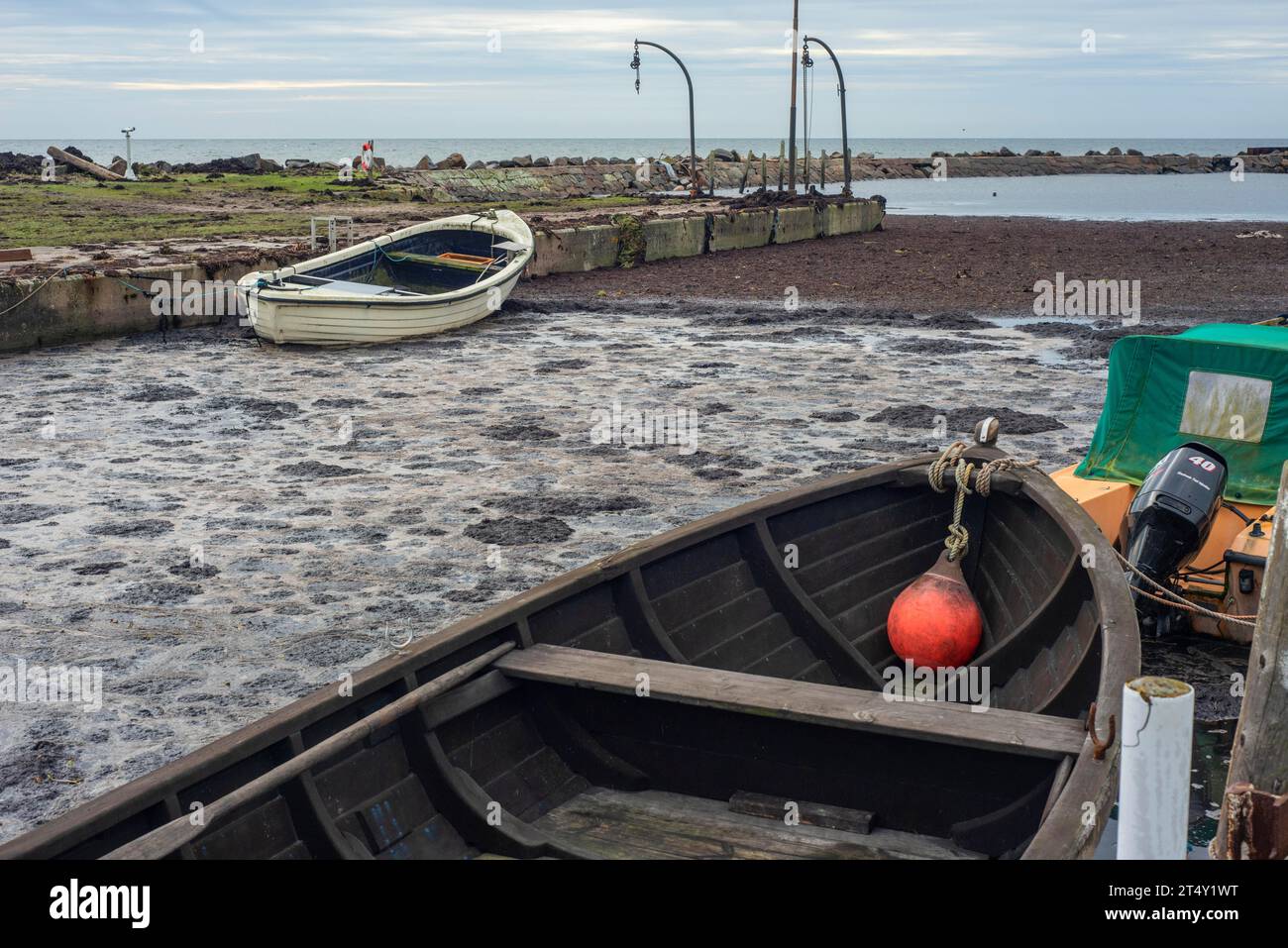 Dead algae and rotten bottom sediment fill up the entire harbor and ...