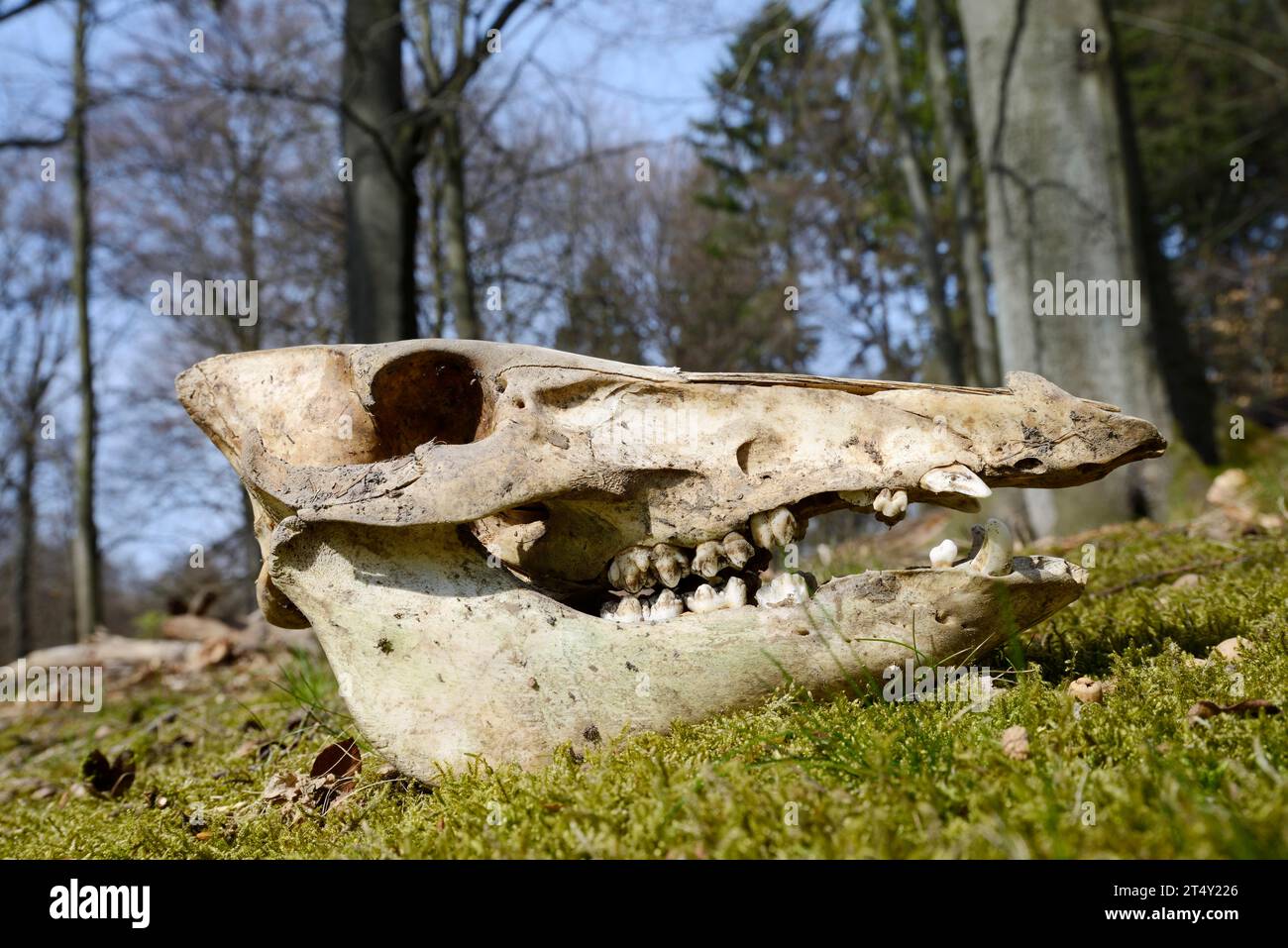 European wild boar (Sus scrofa scrofa), skull in a forest, North Rhine ...