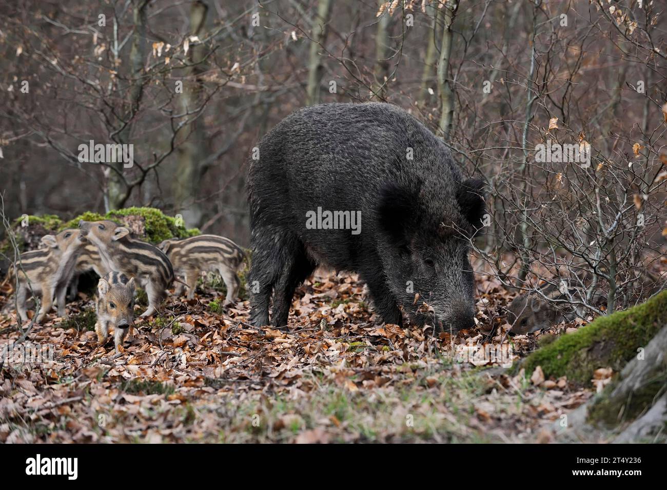 European wild boar (Sus scrofa scrofa), sow with young pigs, North ...