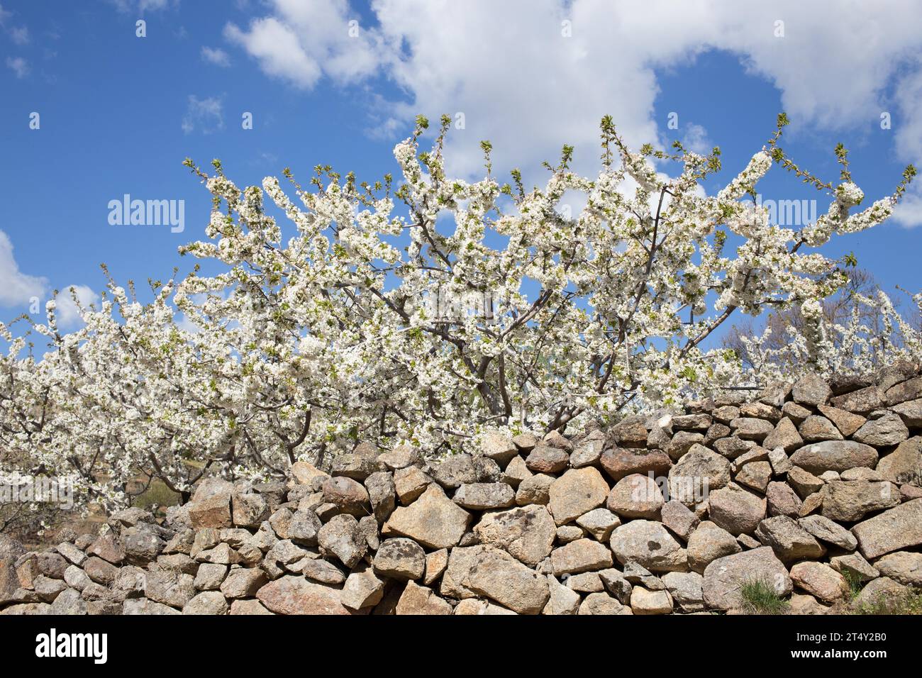 Blossoming cherry tree, cherry blossom, Valle del Jerte, Tornavacas ...