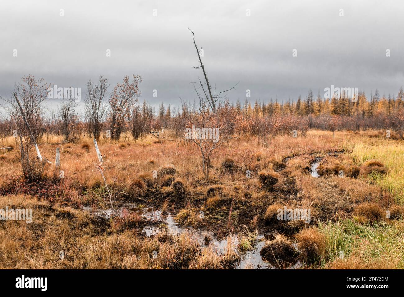 Tundra, Chersky, Yakutia, Russia Stock Photo - Alamy