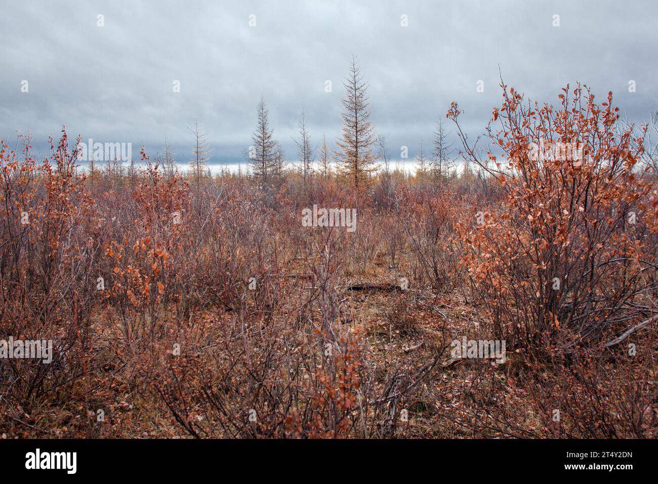 Tundra, Chersky, Yakutia, Russia Stock Photo - Alamy