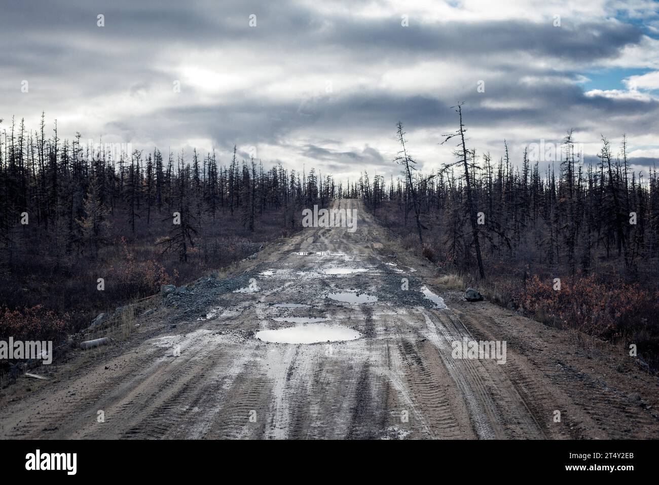Road, drunken trees, thawing permafrost, Chersky, Yakutia, Russia Stock ...