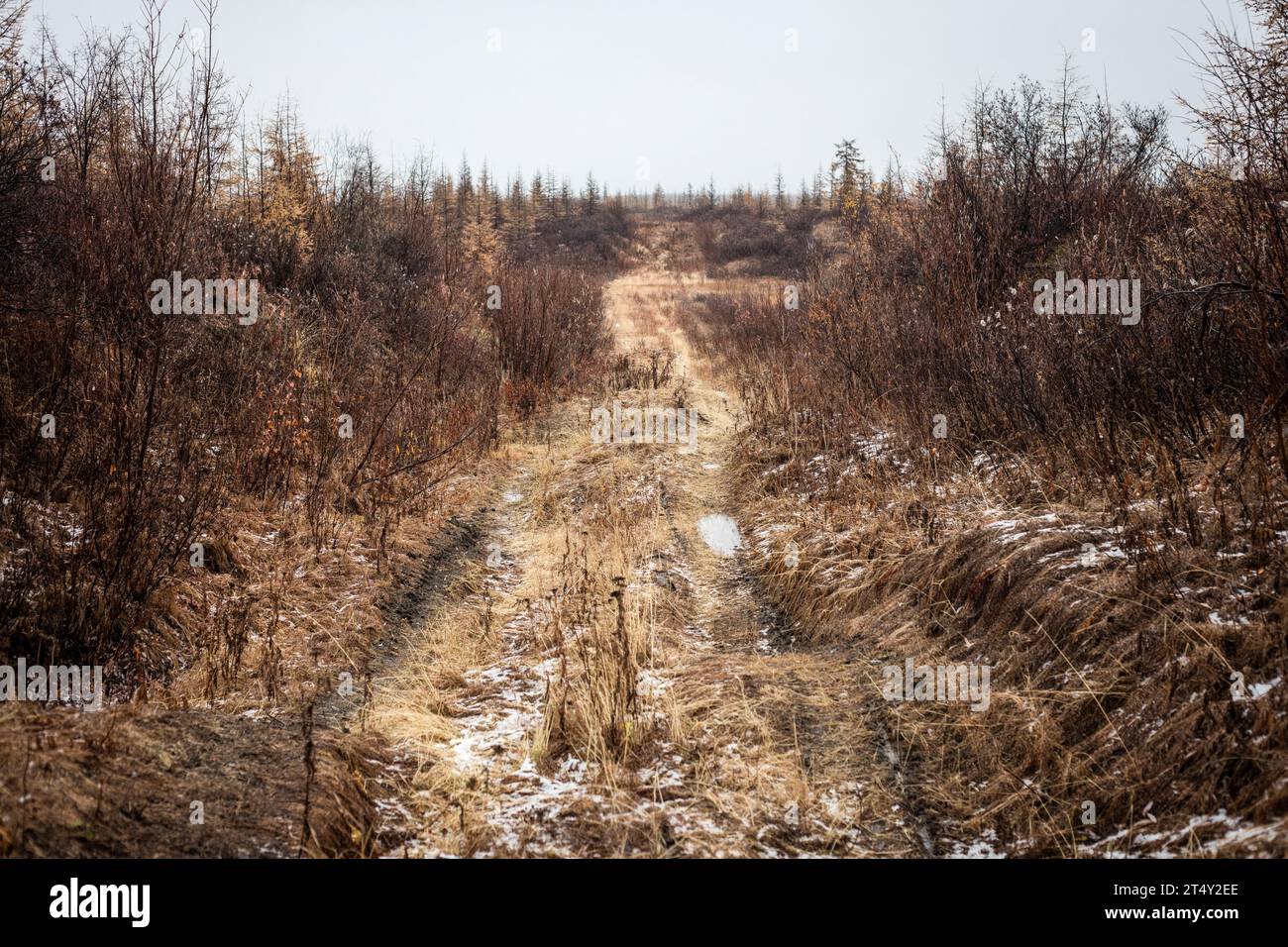 Sunken Road, Permafrost, Chersky, Yakutia, Russia Stock Photo - Alamy
