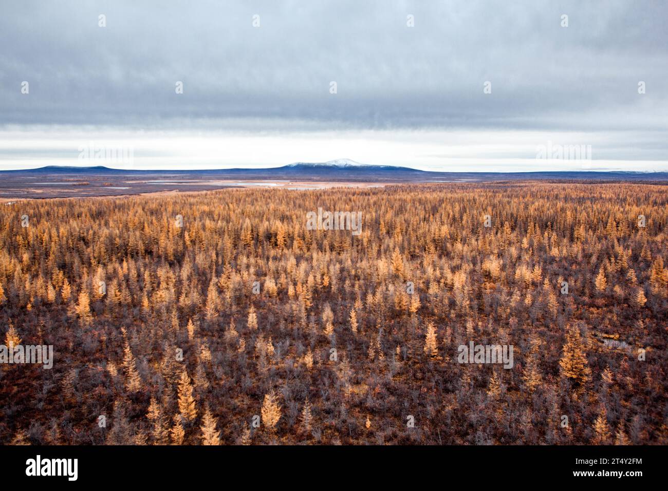 Tundra, Chersky, Yakutia, Russia Stock Photo - Alamy