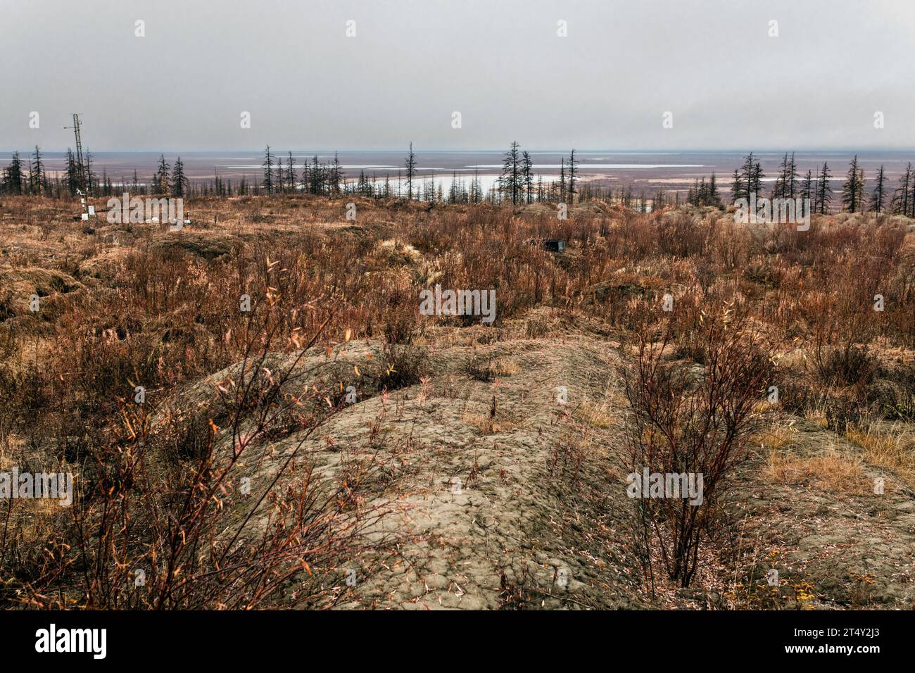 Tundra, Duwanni Jar, Yakutia, Russia Stock Photo - Alamy