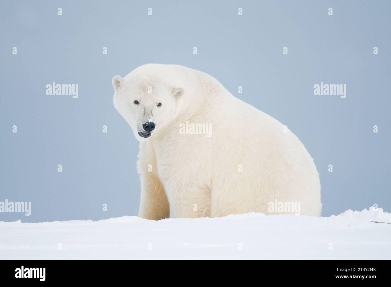 polar bear Ursus maritimus older sow scents the air as it waits for ...