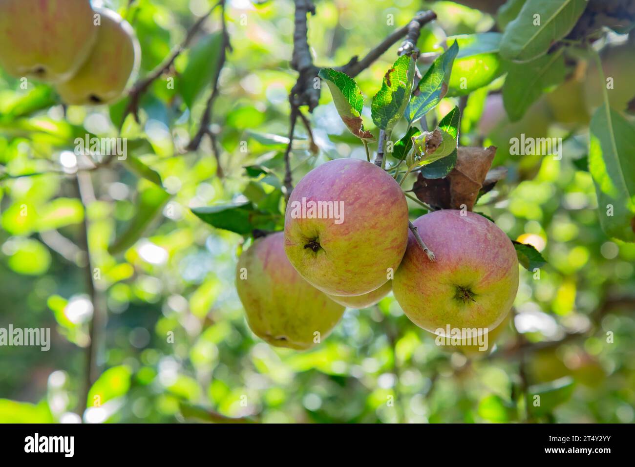 Red Apples on tree in Pahalgam, Jammu Kashmir India Stock Photo - Alamy