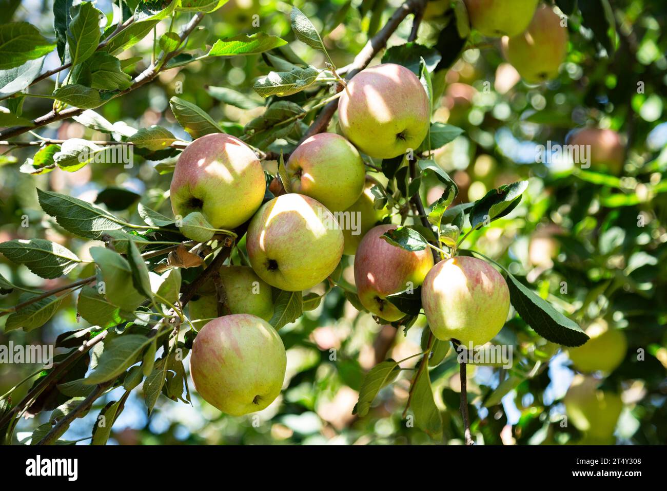 Red Apples on tree in Pahalgam, Jammu Kashmir India Stock Photo - Alamy