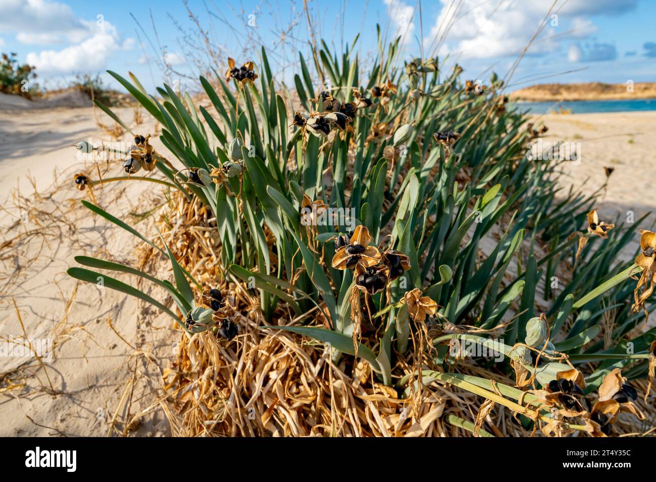 seeds of Sea daffodil Stock Photo - Alamy