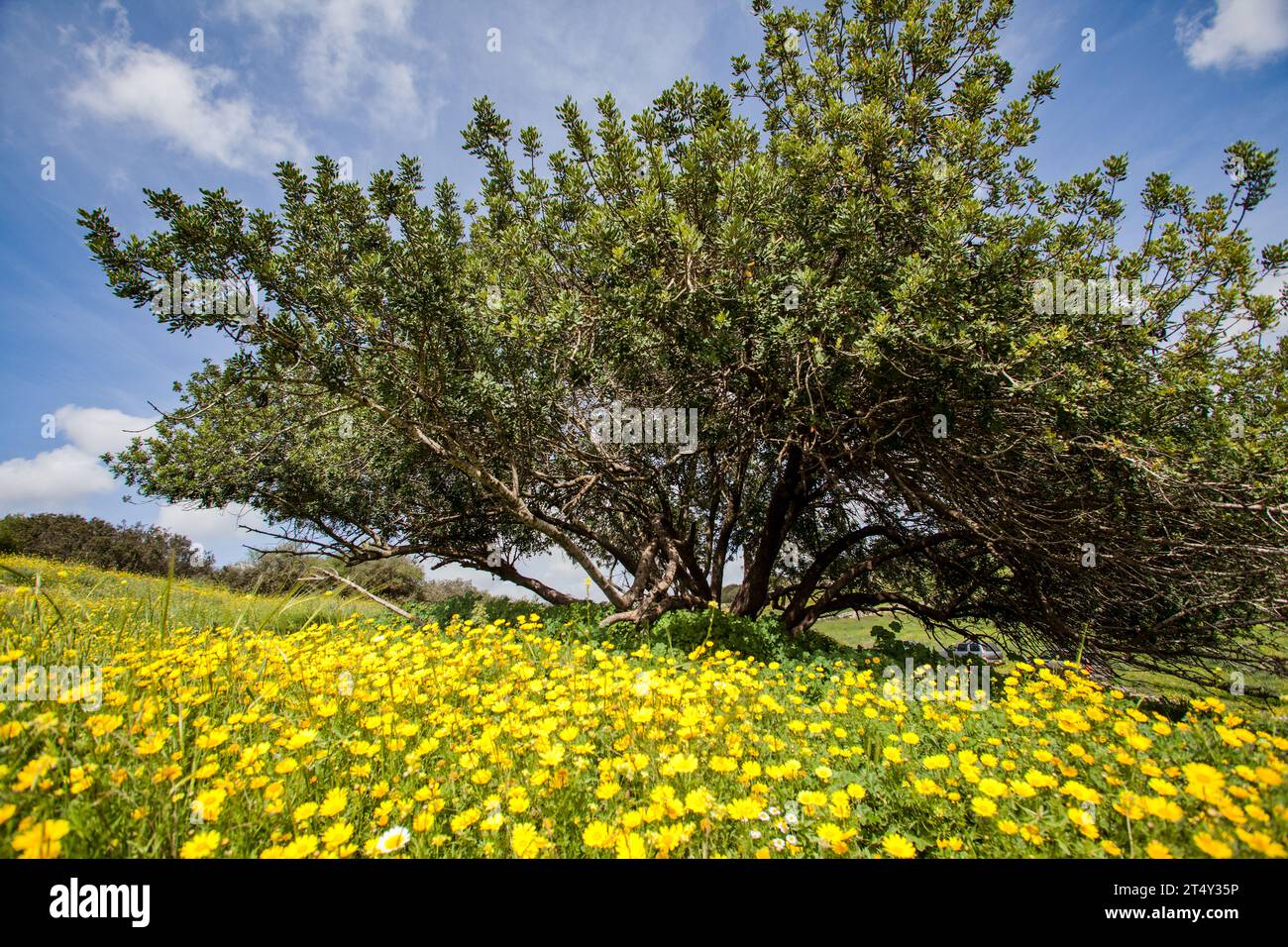 Carob tree hi-res stock photography and images - Alamy