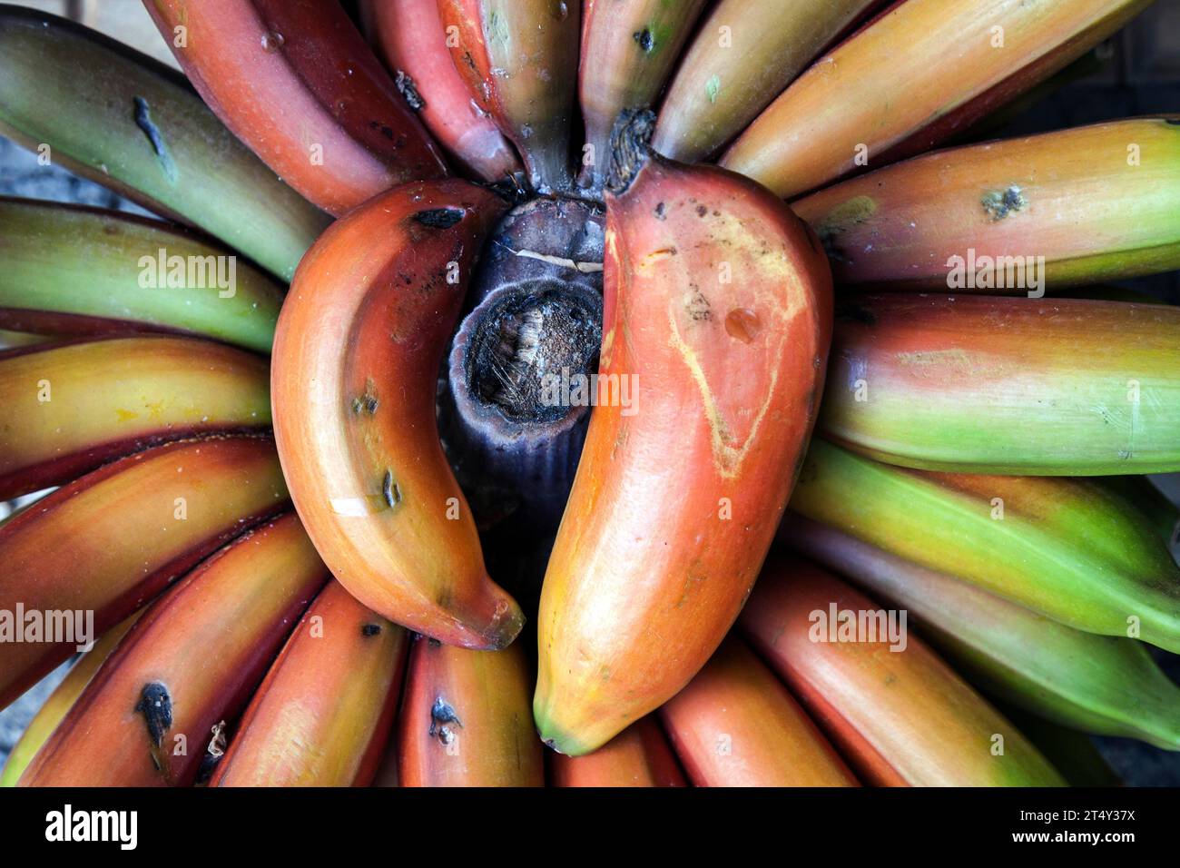 Funchal madeira banana hi-res stock photography and images - Alamy