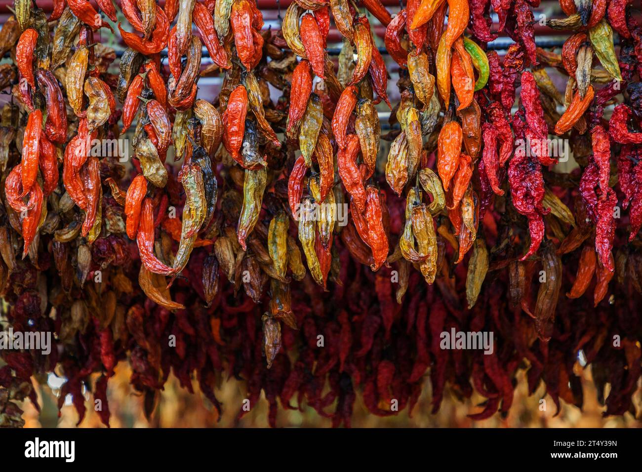 Dried chilli peppers (Capsicum), indoor market, Mercado dos Lavradores ...