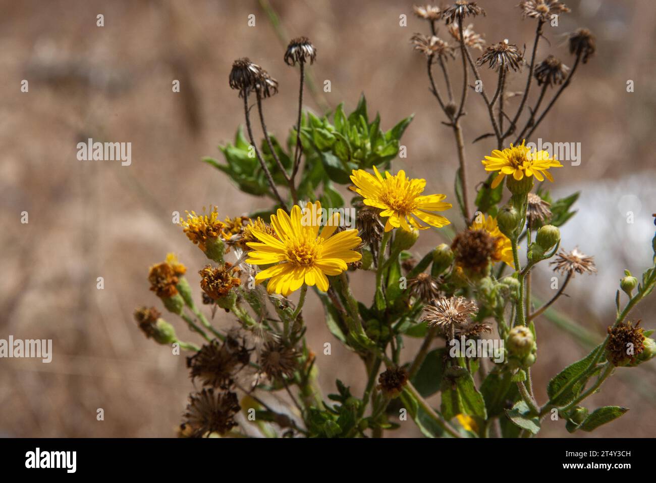 Weed sky hi-res stock photography and images - Alamy