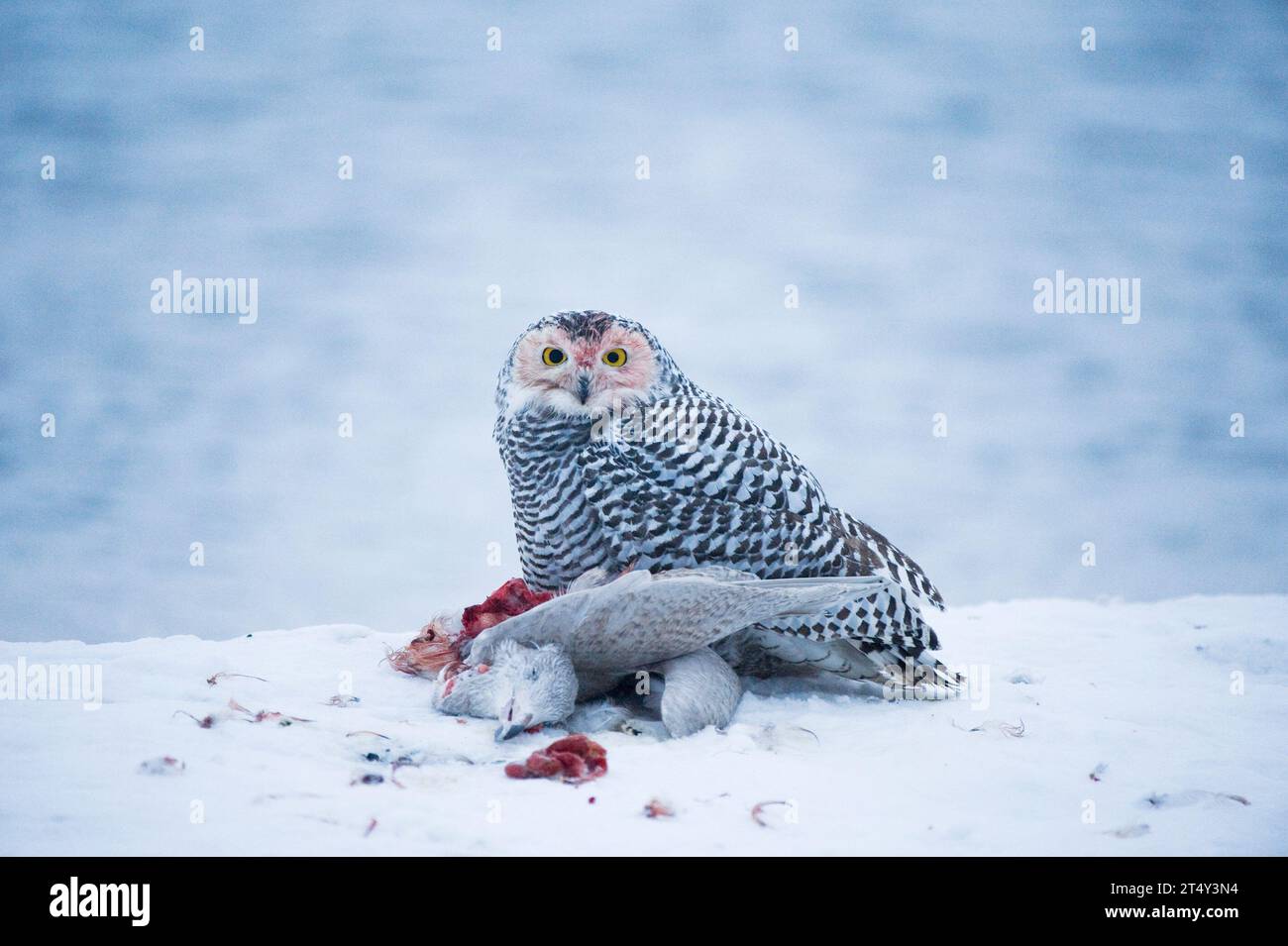 snowy owl Nycttea scandiaca adult feeds on young seagull along the ...