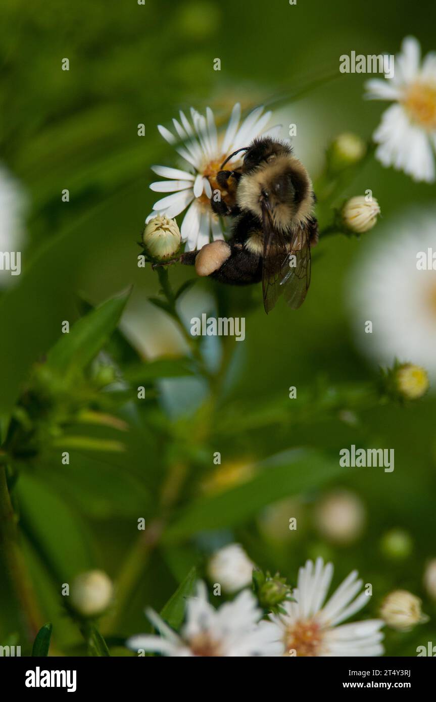 Close up bees pollinating tiny hi-res stock photography and images - Alamy