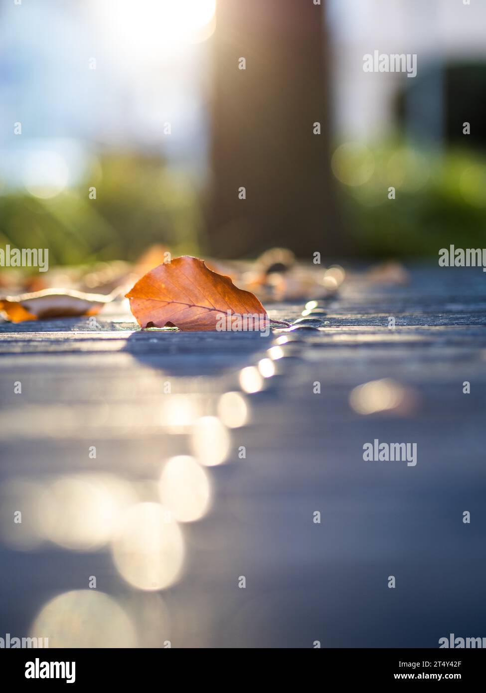 Autumn leaves backlit on a park table, light effects on iron rivets ...