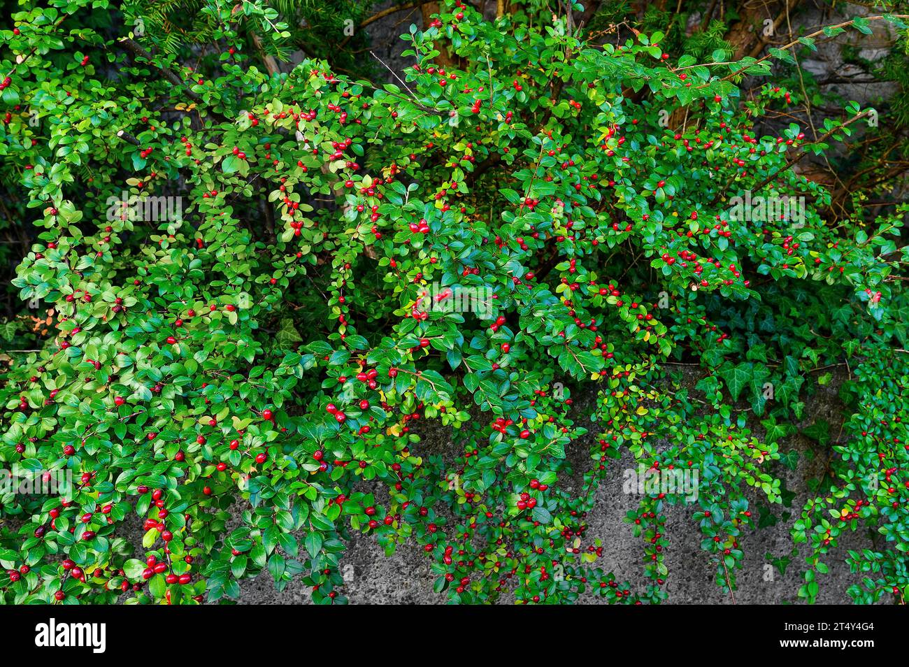 Rockspray cotoneaster (Cotoneaster horizontalis), Allgaeu, Bavaria ...