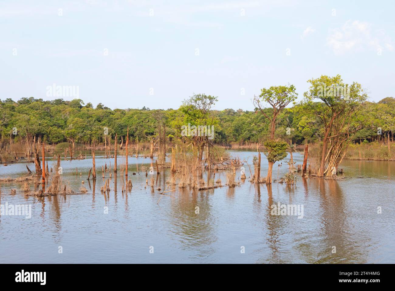 Trees in the Rio Amazonas, Manaus, State of Amazonas, Brazil Stock ...