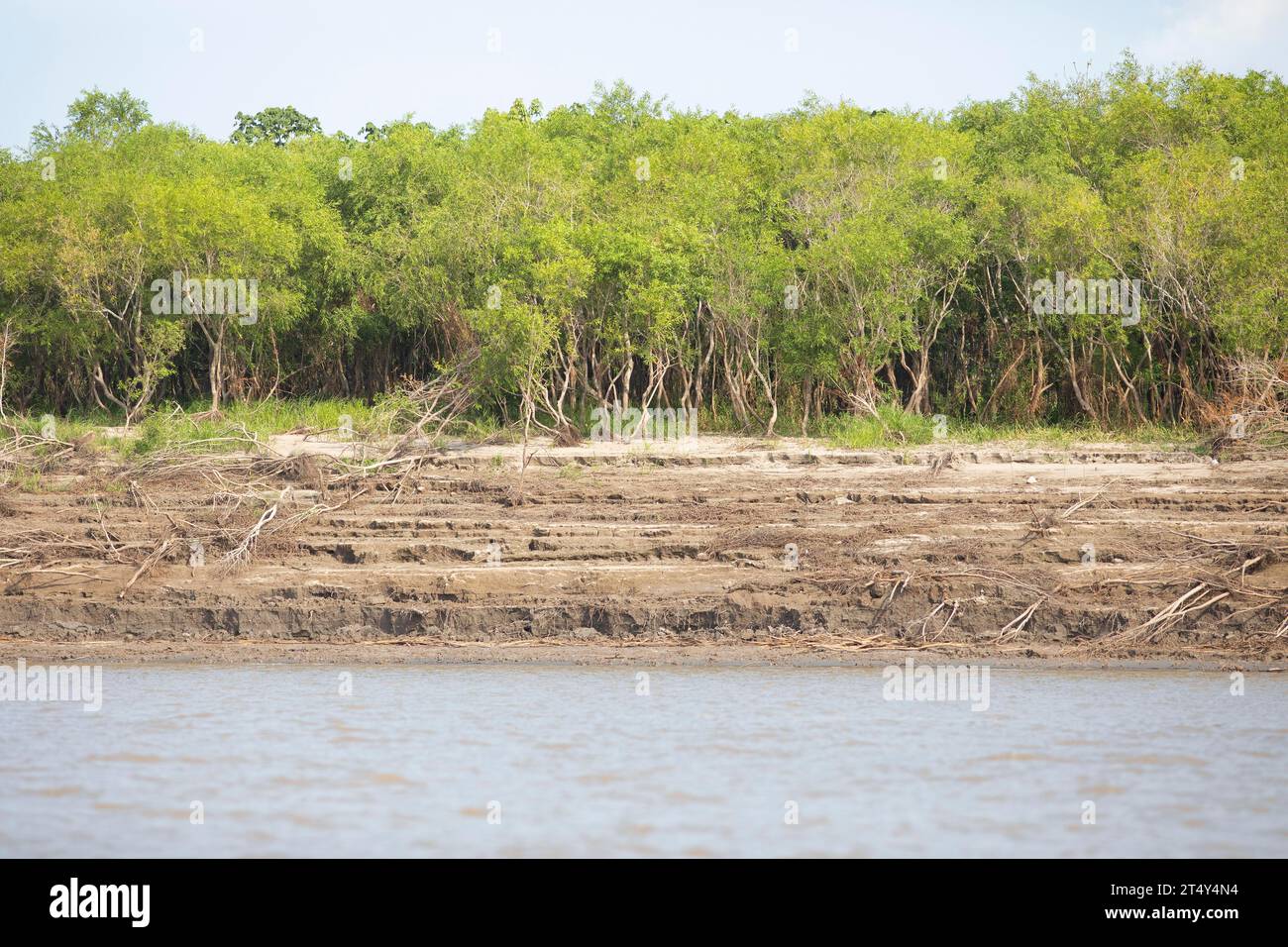 Riparian landscape on the Rio Amazonas at low water level, Manaus ...