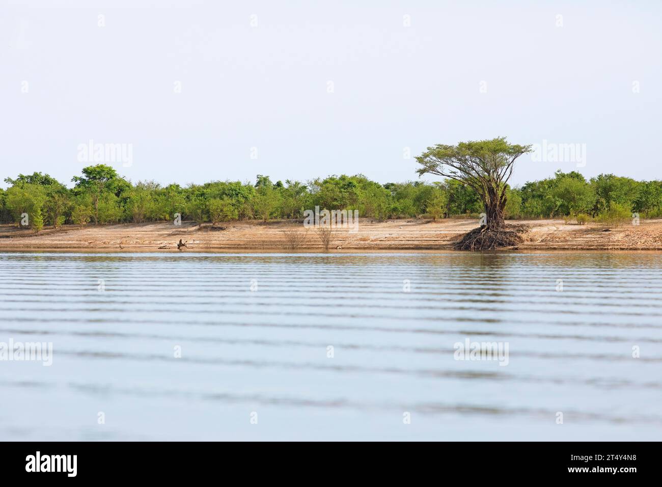 Riparian landscape on the Rio Amazonas at low water level, Manaus ...