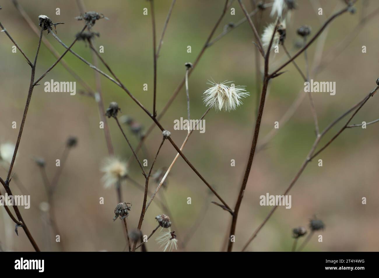 Withered flowers of a composite flower in winter, Brandenburg ...