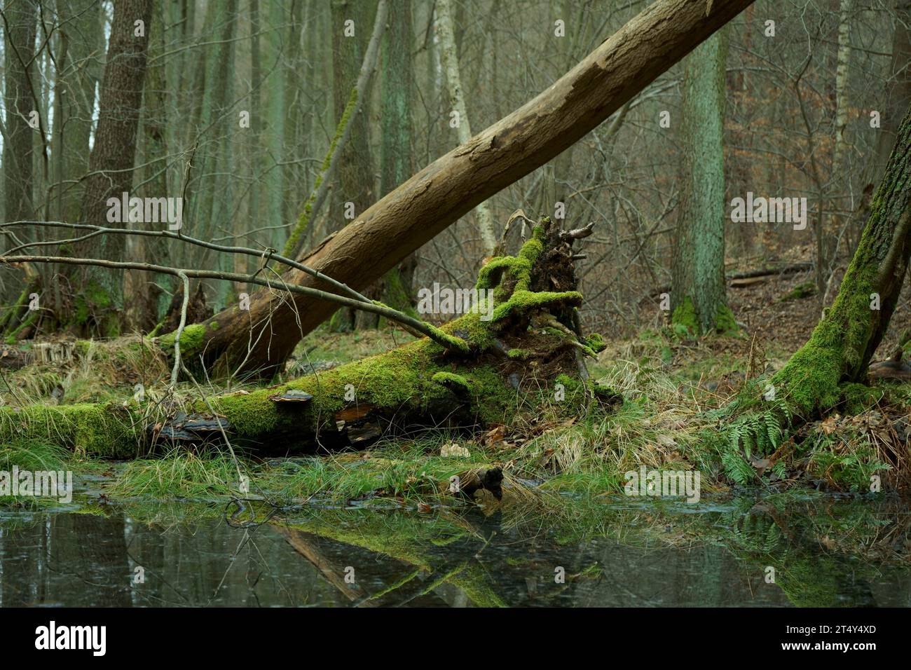 A fallen tree covered in moss and fungi in an alder swamp forest. Alder ...