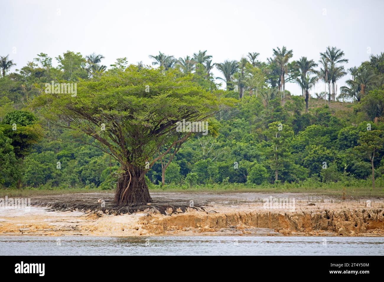 Tree on the bank of the Rio Amazonas at low water level, Manaus, State ...