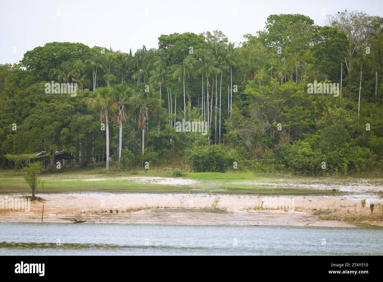 Riparian landscape on the Rio Amazonas at low water level, Manaus ...