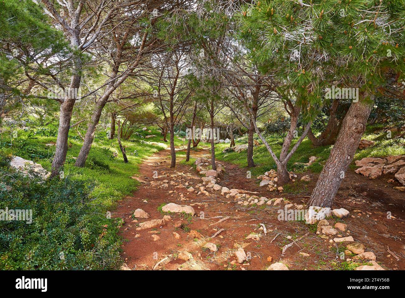 Hiking trail, small wood, Cala Pulcino, small gorge, dream bay ...