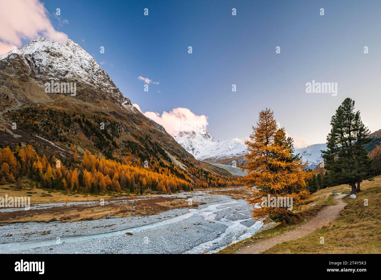 Golden larches, stream and snow-covered mountains in Val Roseg ...