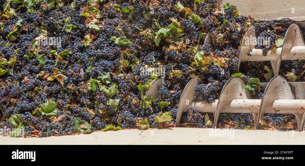 Grape destemmer in action. Grape harvest processing at winery Stock ...