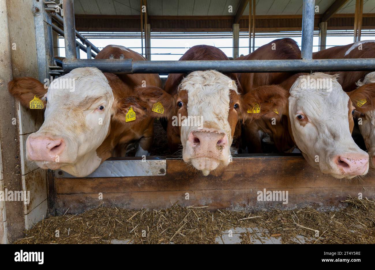 Dairy cows standing in a loose housing in Kempfing, Moosinning, Upper ...