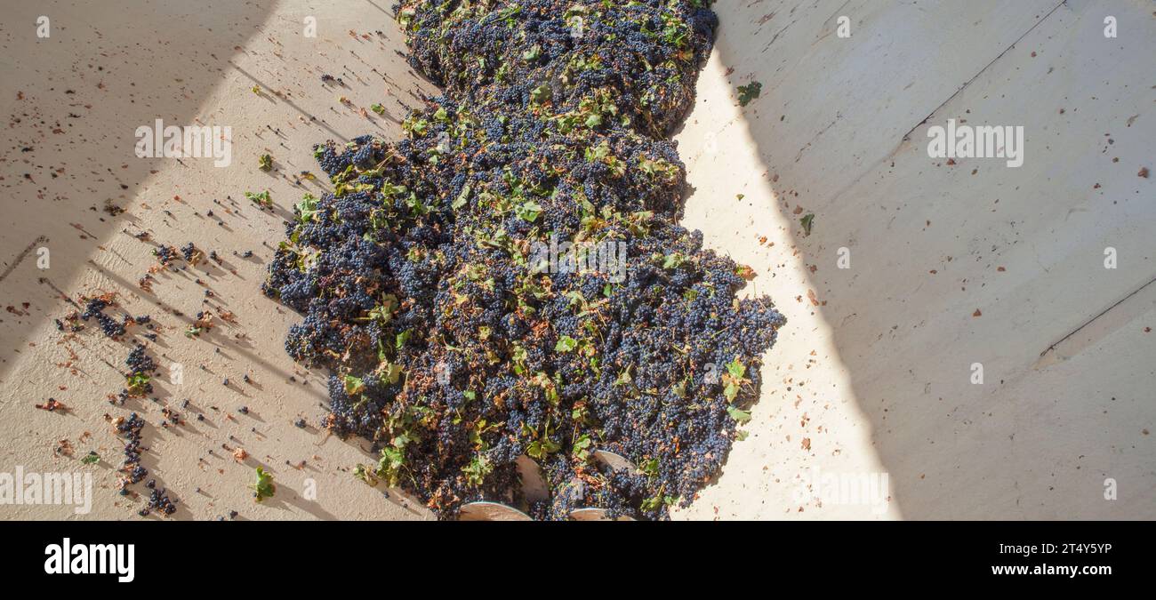 Grape destemmer in action. Grape harvest processing at winery Stock ...
